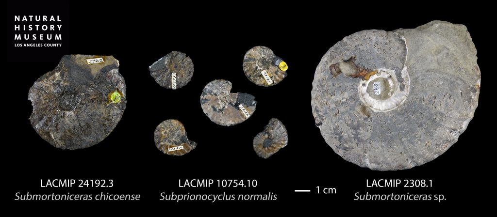 Cretaceous Seas | Invertebrate Paleontology @ NHM